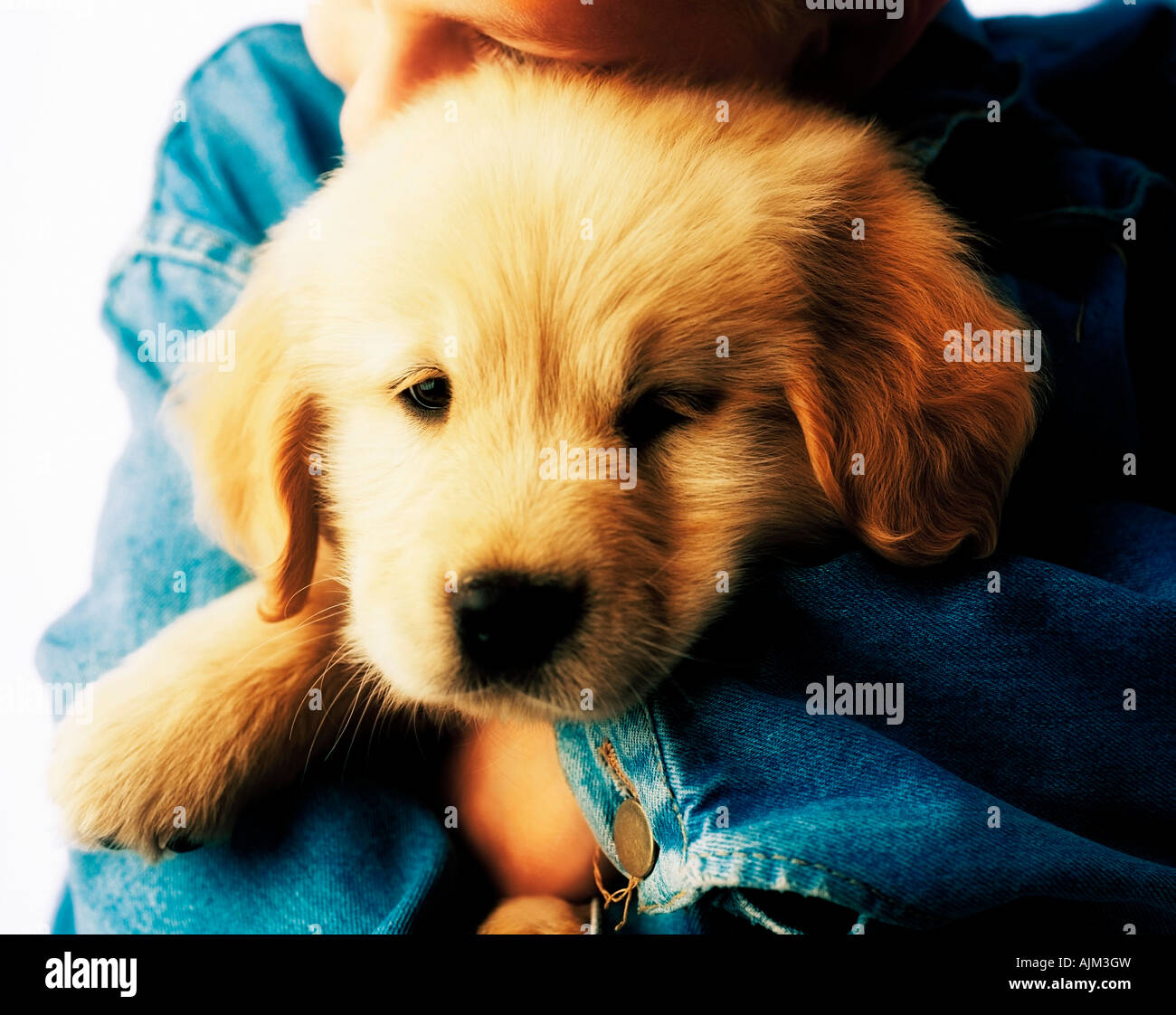 Holds puppy puppies hi-res stock photography and images - Alamy