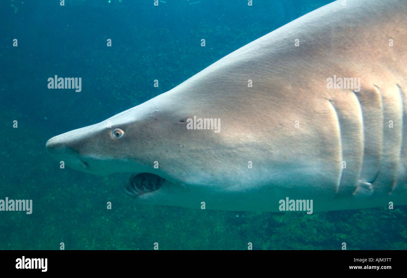 Profile view of a shark swimming in sea water with its nose, eyes ...