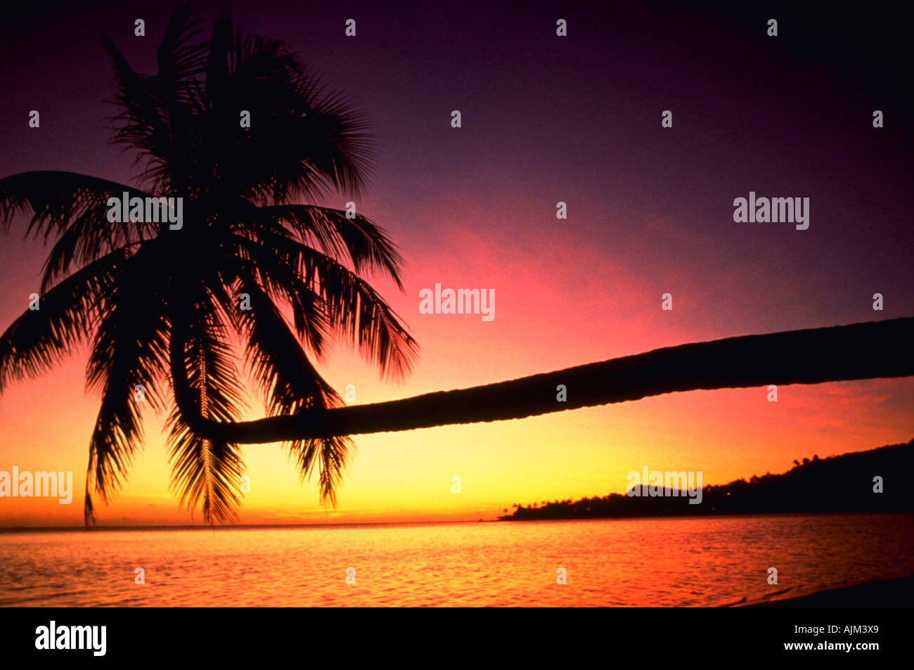 Sunset palm over Matira Beach on the island of Bora Bora in French ...
