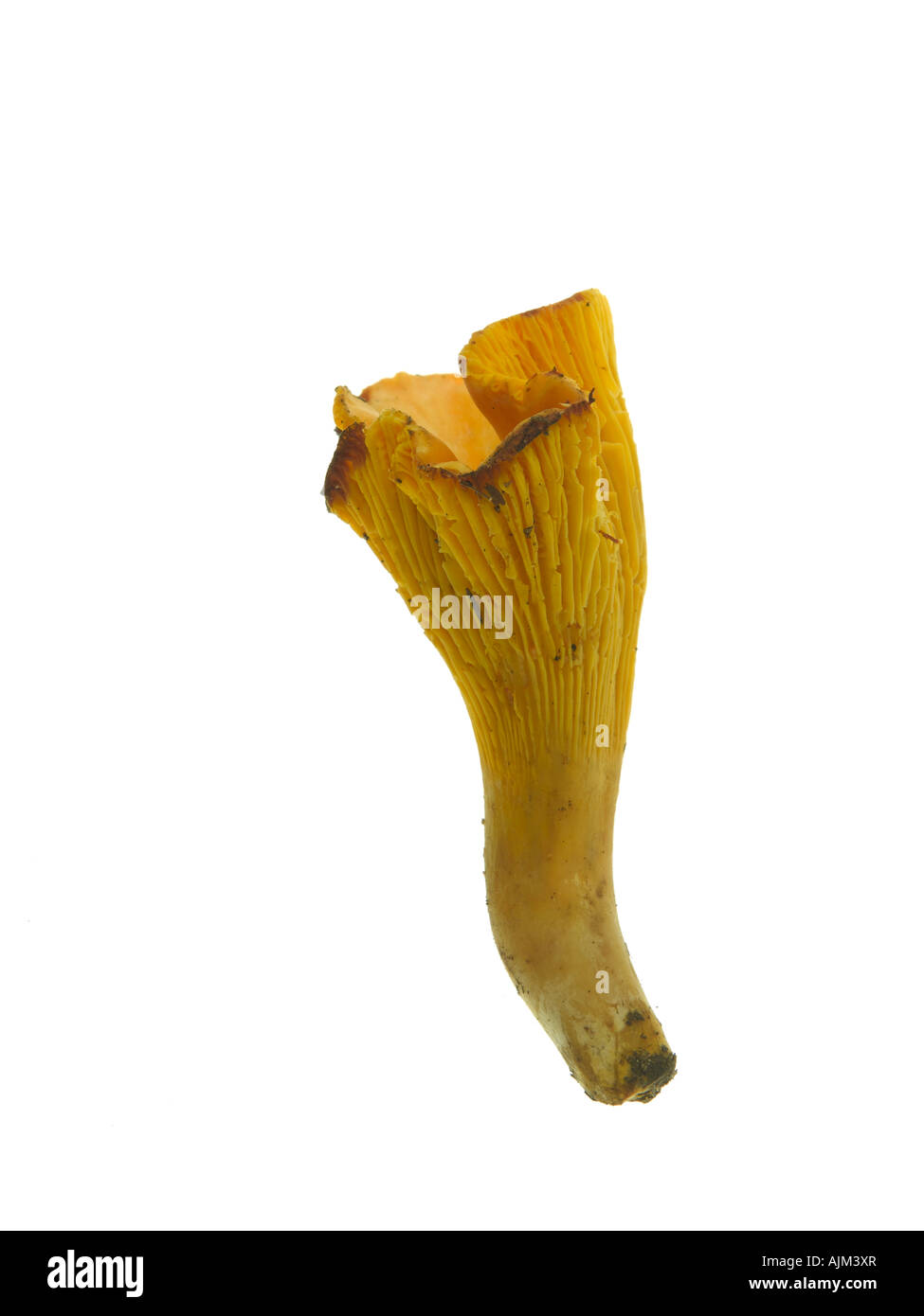 Girolle mushrooms hi-res stock photography and images - Alamy
