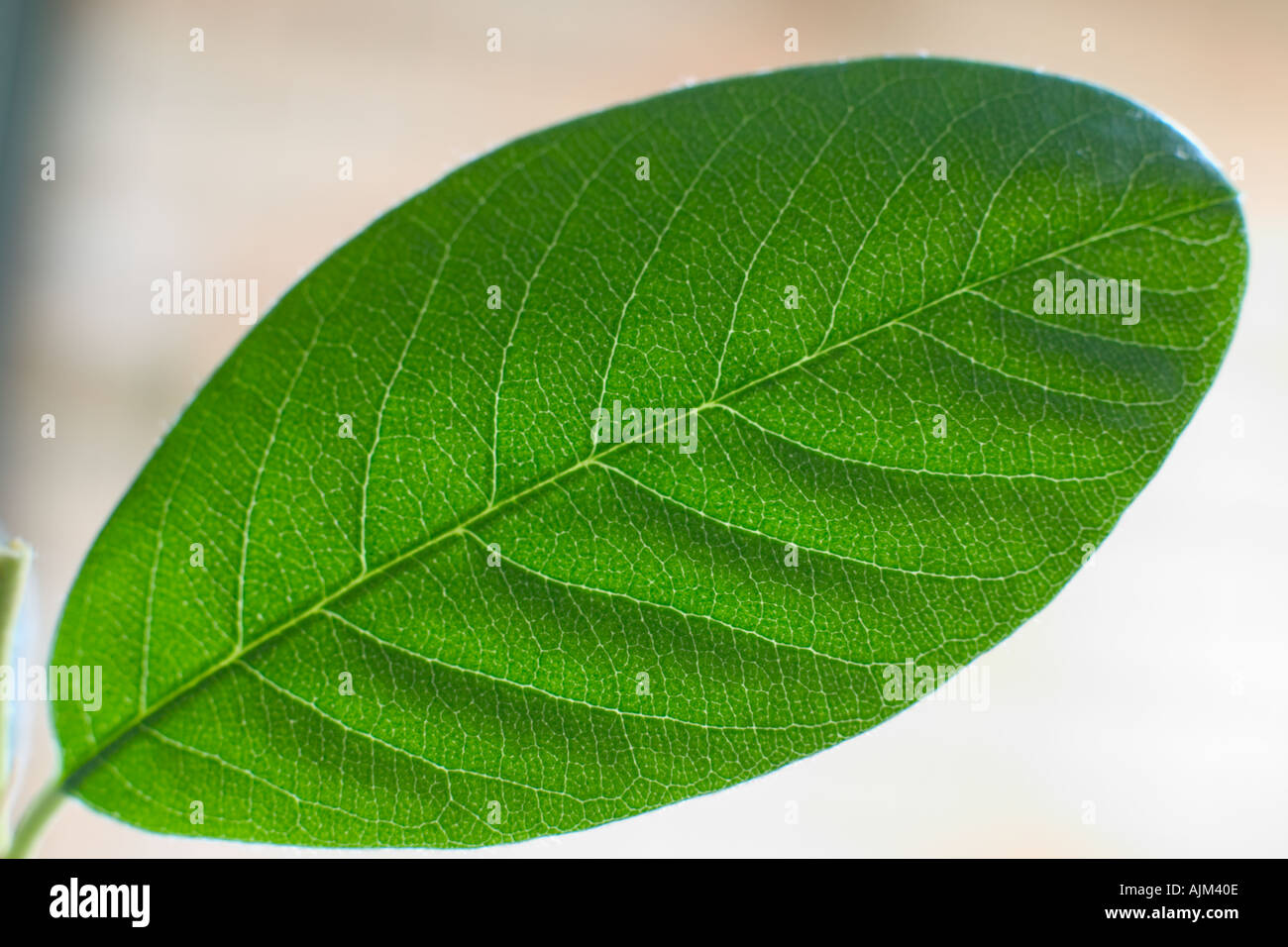 Close up of leaf showing veins Stock Photo - Alamy