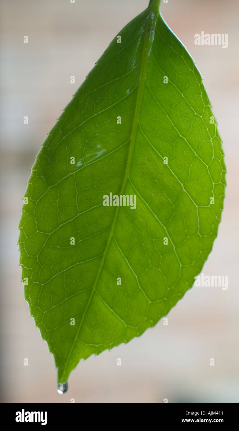 Camellia leaf hi-res stock photography and images - Alamy