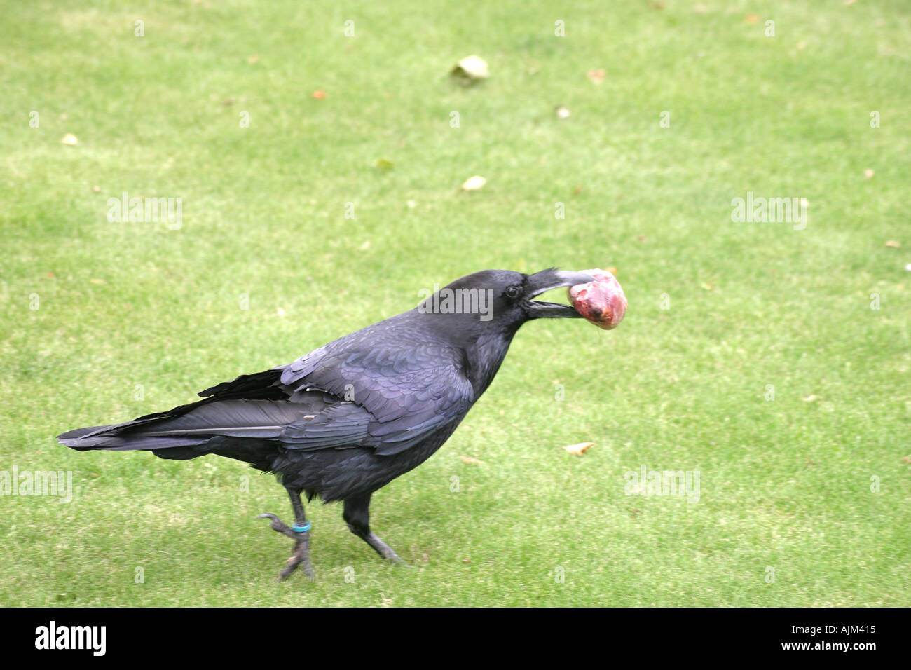 Raven at Tower of London enjoys a tasty snack Stock Photo - Alamy