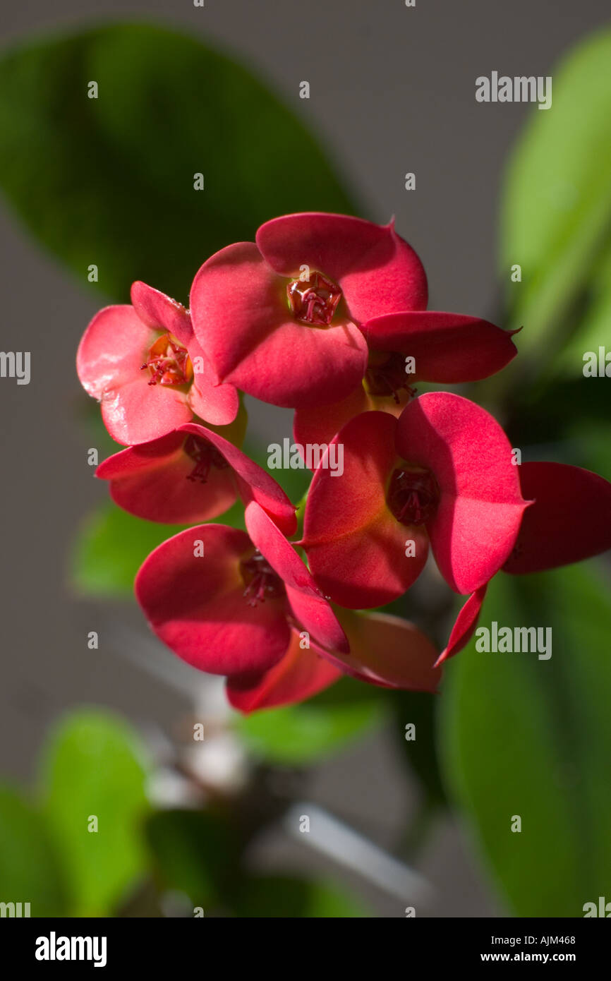 Tiny blossoms on a hedge briar Stock Photo - Alamy