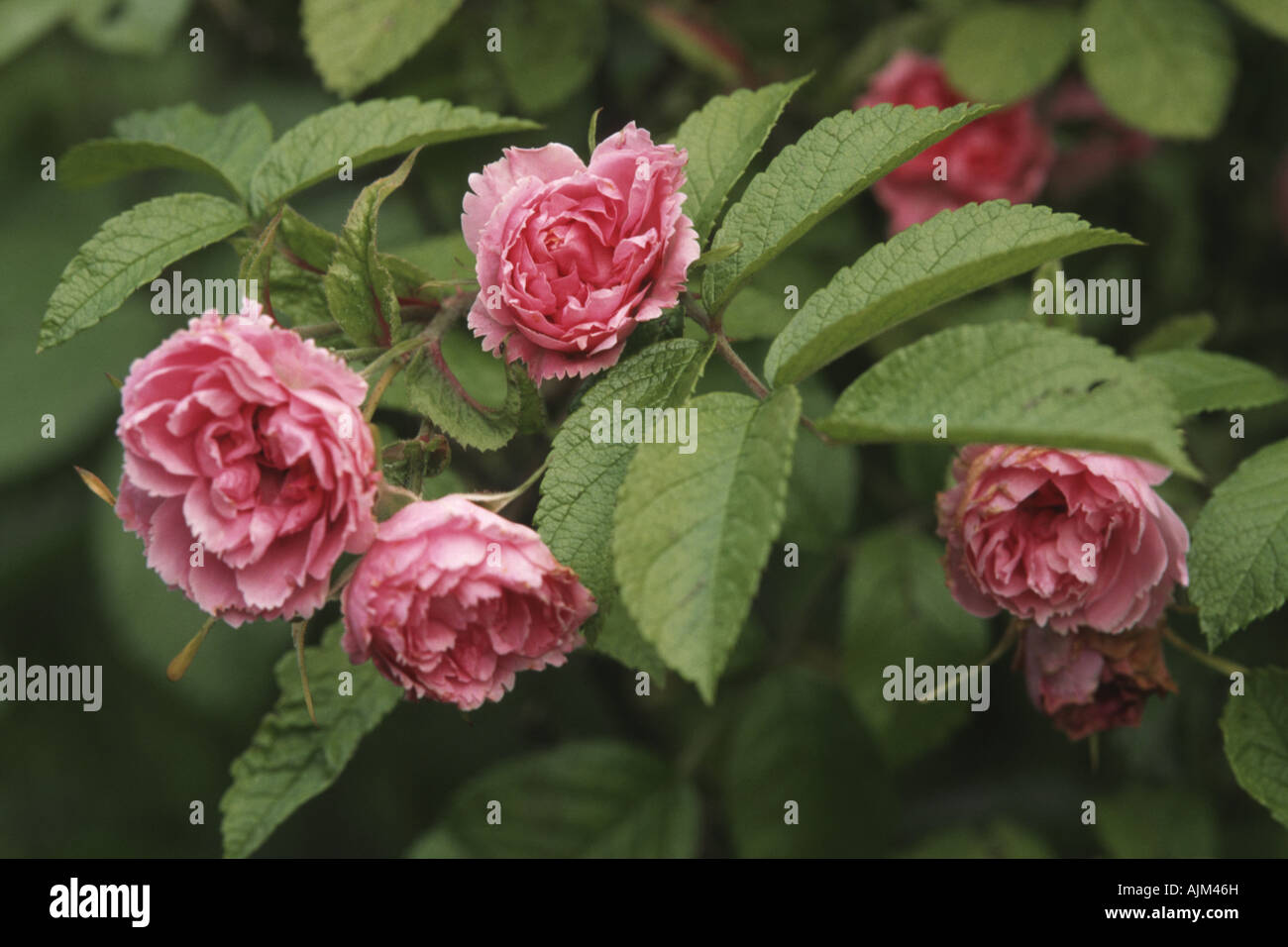 Ornamental rose rosa pink grootendorst hi-res stock photography and ...