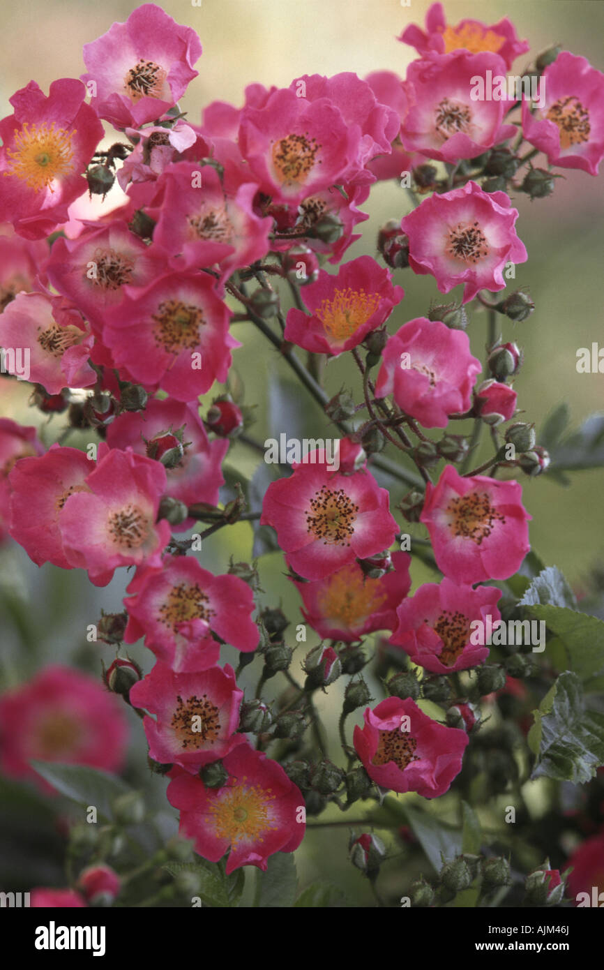 ornamental rose (Rosa 'Maria Lisa', Rosa Maria Lisa), blooming Stock ...