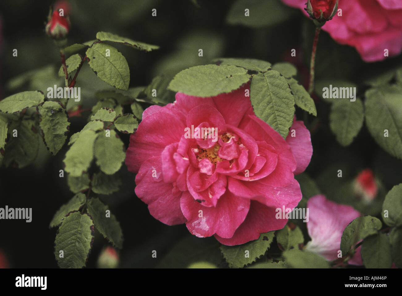 Apothecary's rose (Rosa gallica 'Officinalis'), flower Stock Photo - Alamy