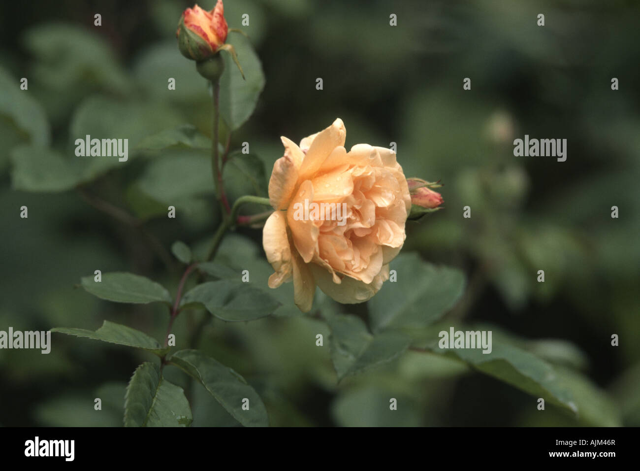 Himalayan musk rose (Rosa moschata 'Penelope', Rosa moschata Penelope ...