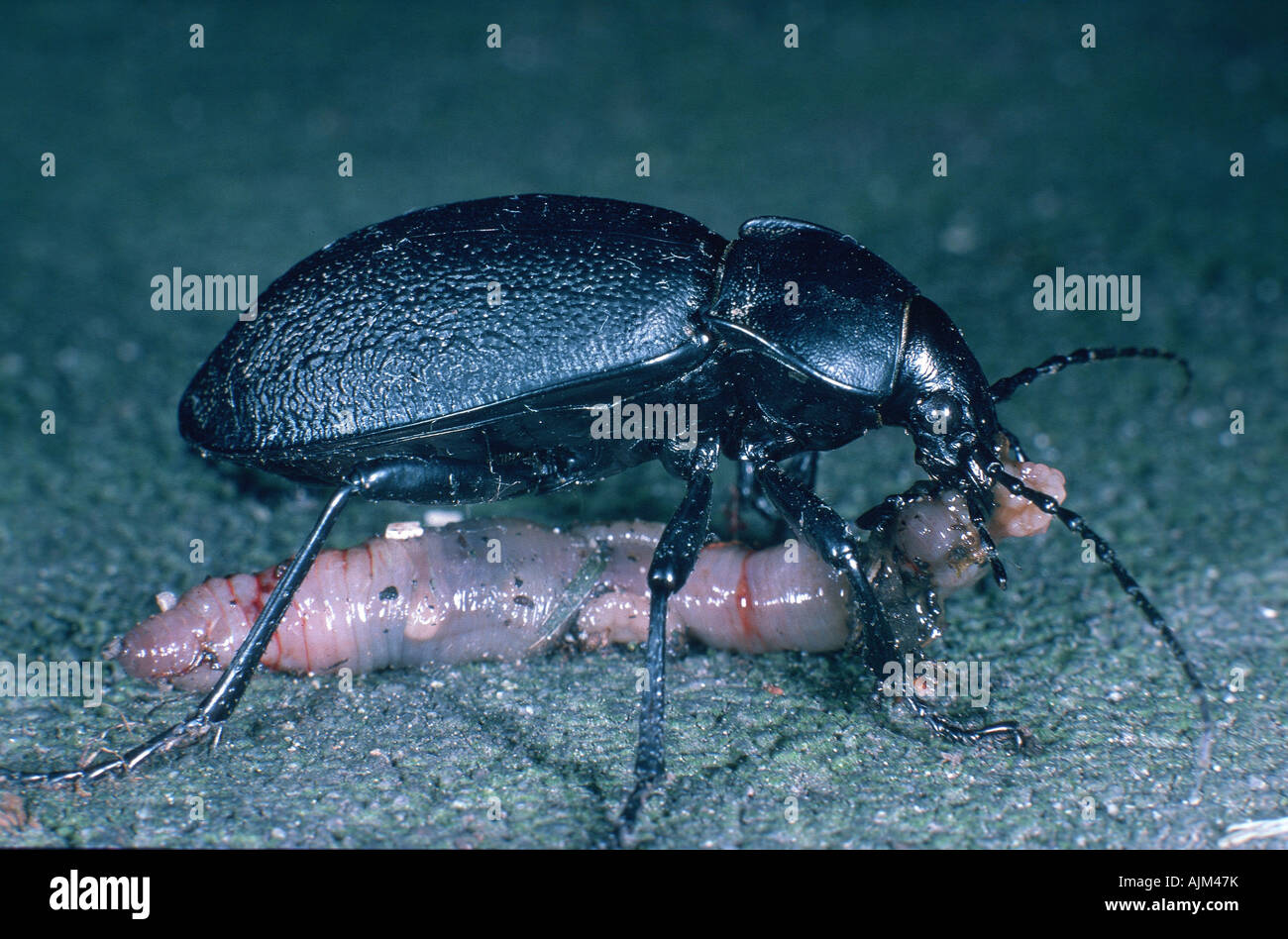 leatherback ground beetle (Carabus coriaceus), with prey Stock Photo ...
