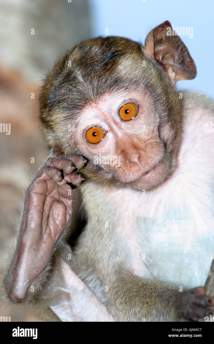 Long tailed called crab hi-res stock photography and images - Alamy