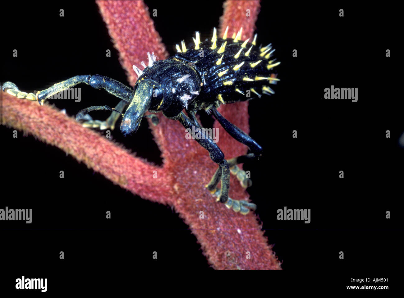 Beautiful weevil beetle from tropical forest in Madagascar Stock Photo ...