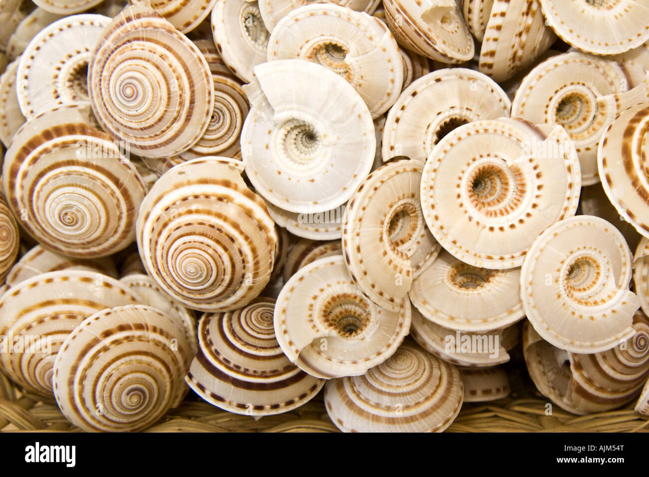 sundials, sundial snails (sun shells, sundial shells) (Solariidae ...