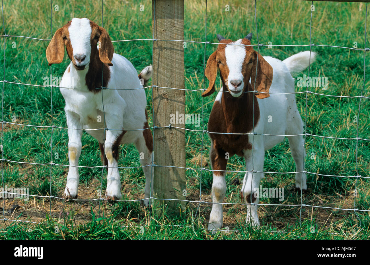 Inquisitiveness hi-res stock photography and images - Alamy