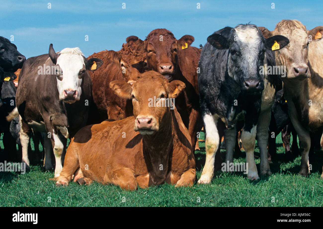 Beef Cattle Spring Vale of Aylesbury Buckinghamshire UK Stock Photo - Alamy