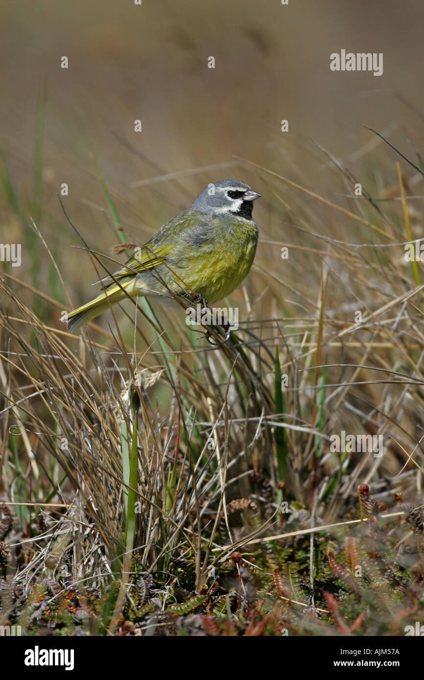 BLACK THROATED FINCH Poephila cincta Stock Photo - Alamy