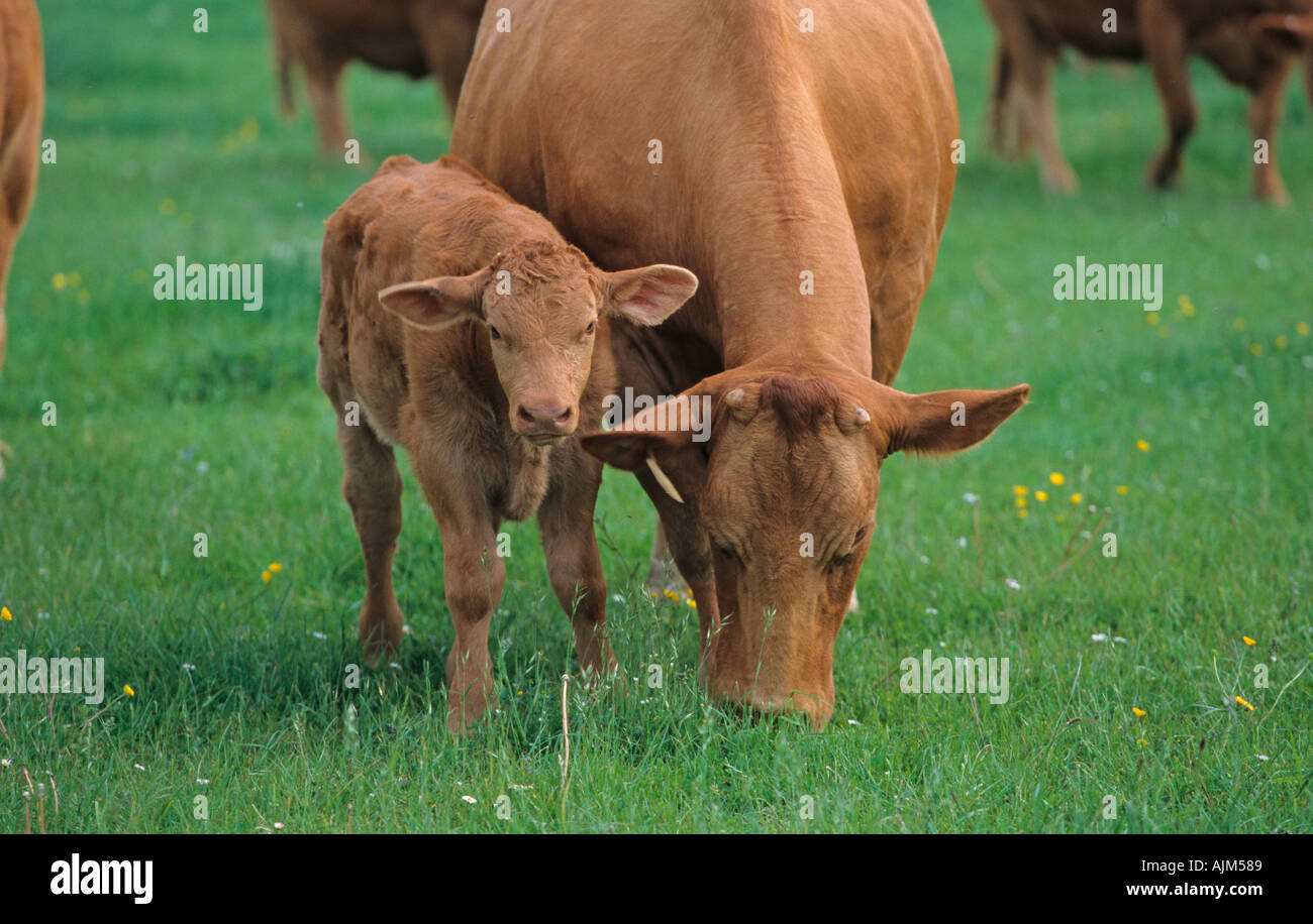 Devon Red Beef Cattle Bucks UK Summer Stock Photo - Alamy