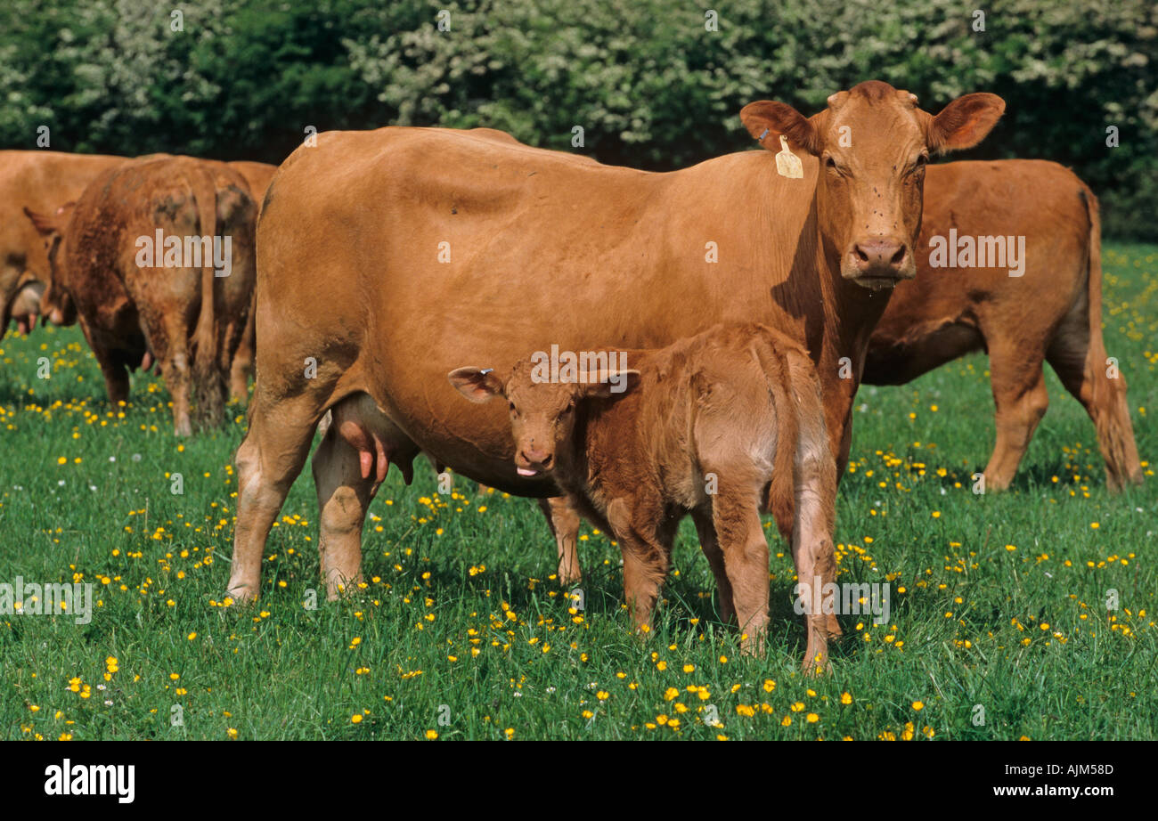 Devon Red Beef Cattle Bucks UK Summer Stock Photo - Alamy