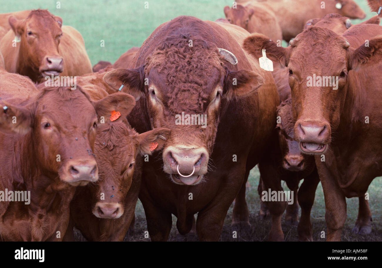 Devon Red Beef Cattle High Resolution Stock Photography and Images - Alamy