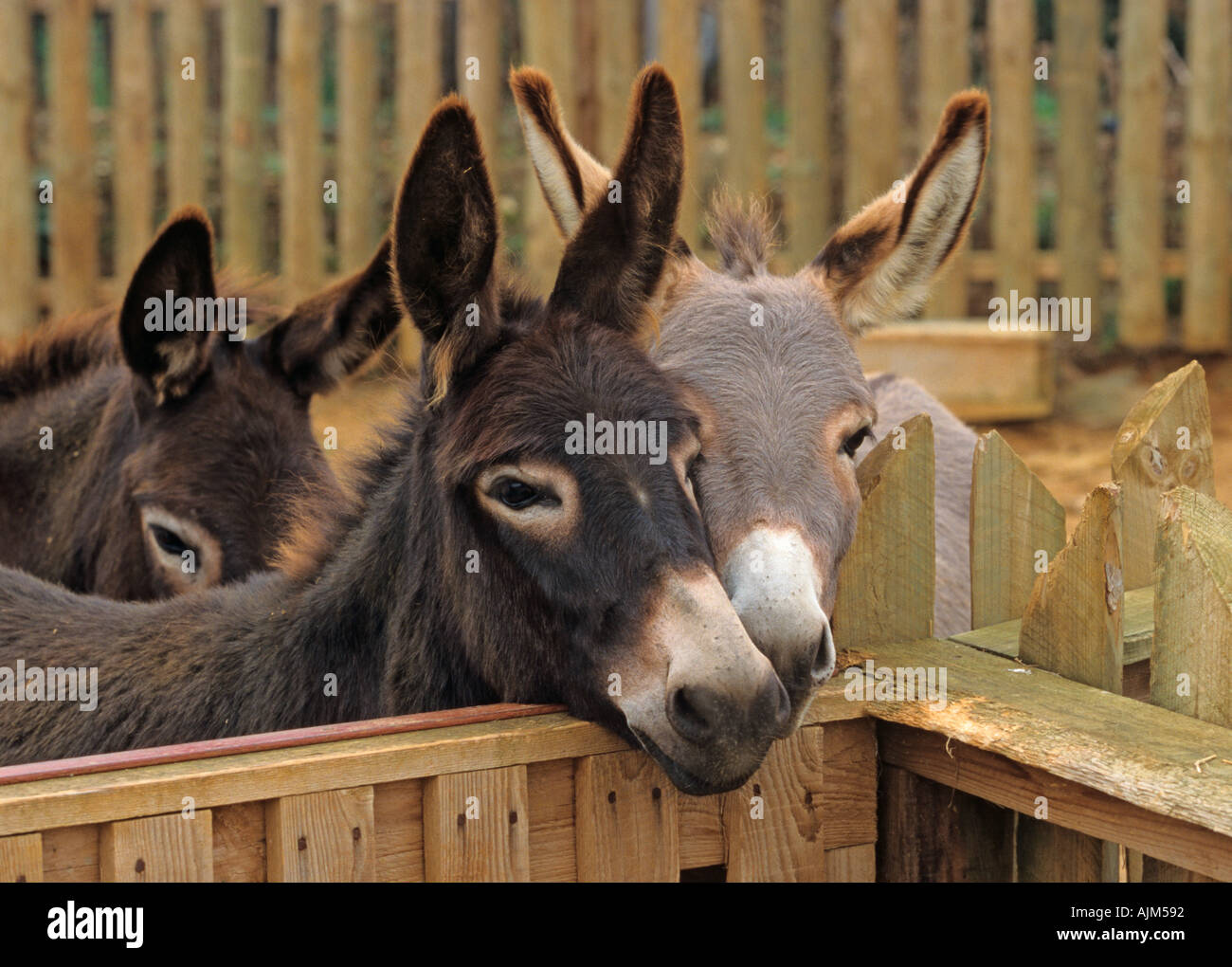 Donkeys in Stable Berks UK Stock Photo - Alamy