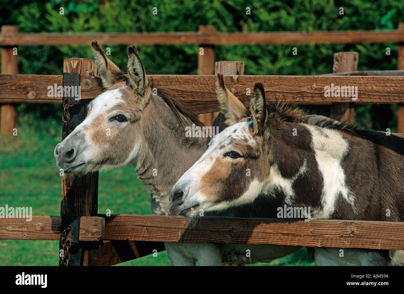 Donkey in Stable Berks UK Stock Photo - Alamy