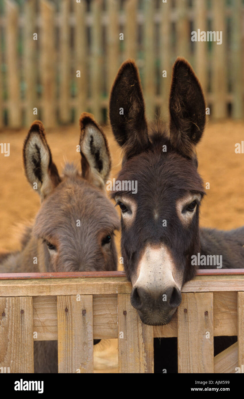 Donkey in Stable Stock Photo - Alamy