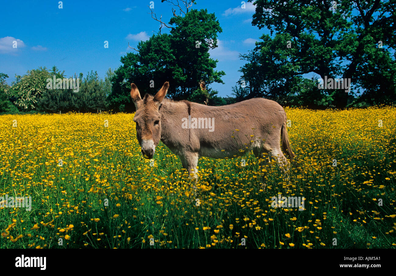 Working donkey uk hi-res stock photography and images - Alamy