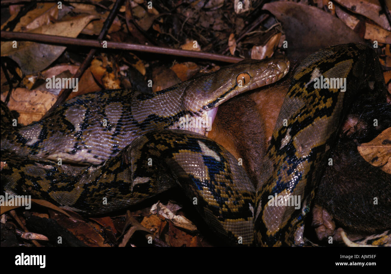 Borneo Python High Resolution Stock Photography and Images - Alamy