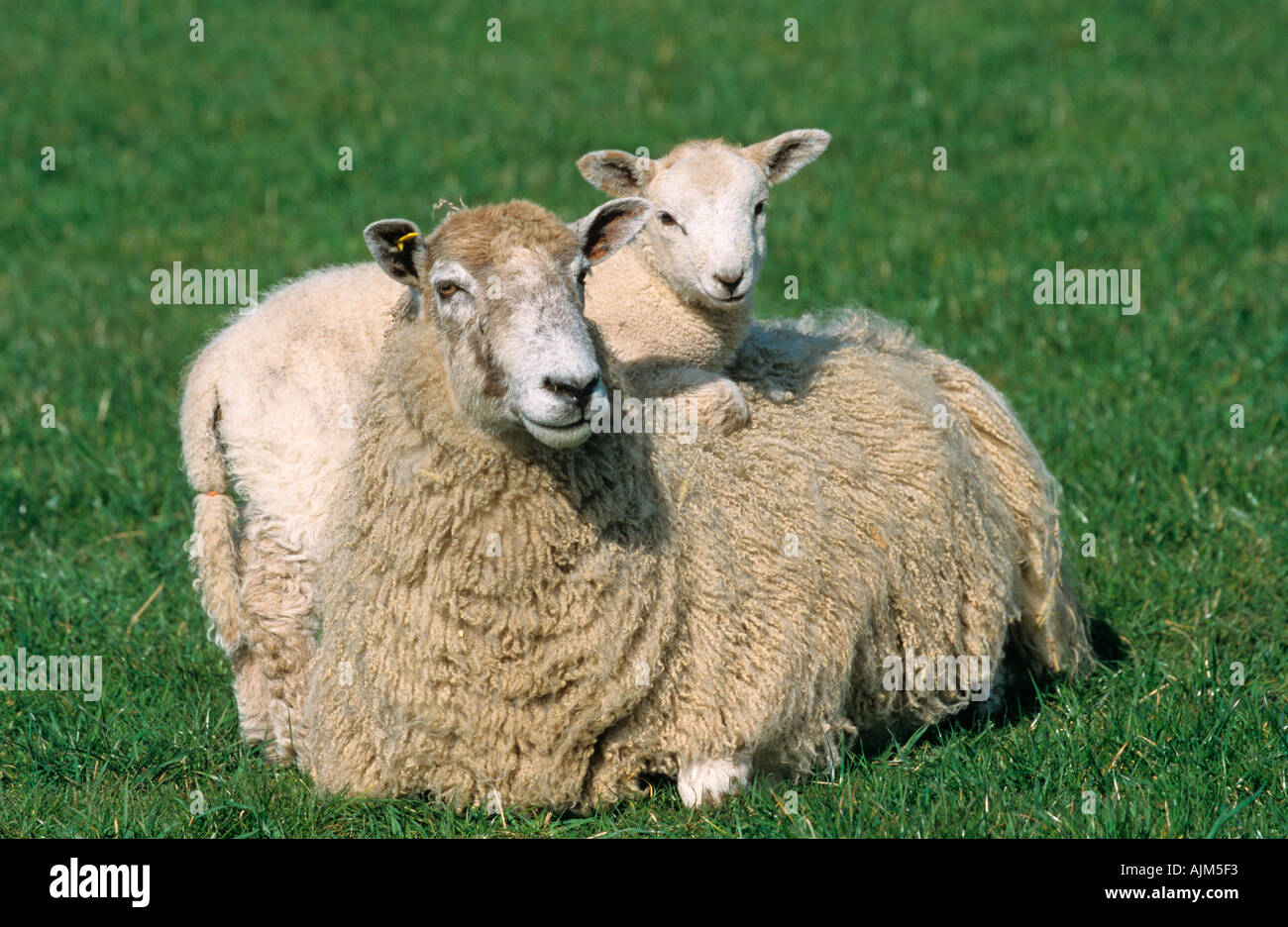 Lambs spring naughty hi-res stock photography and images - Alamy