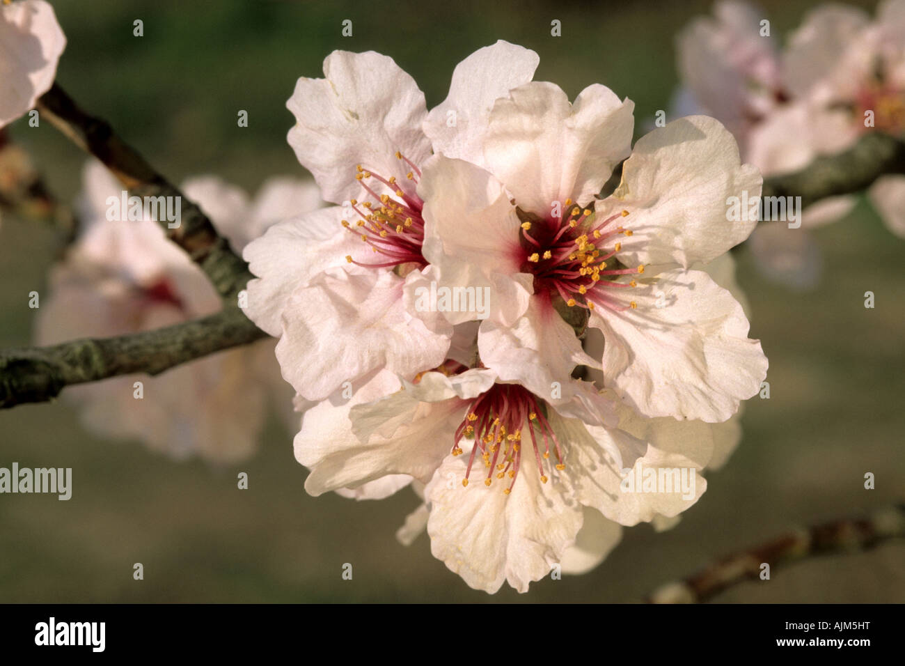 bitter almond (Prunus amygdalus), blossoms Stock Photo - Alamy