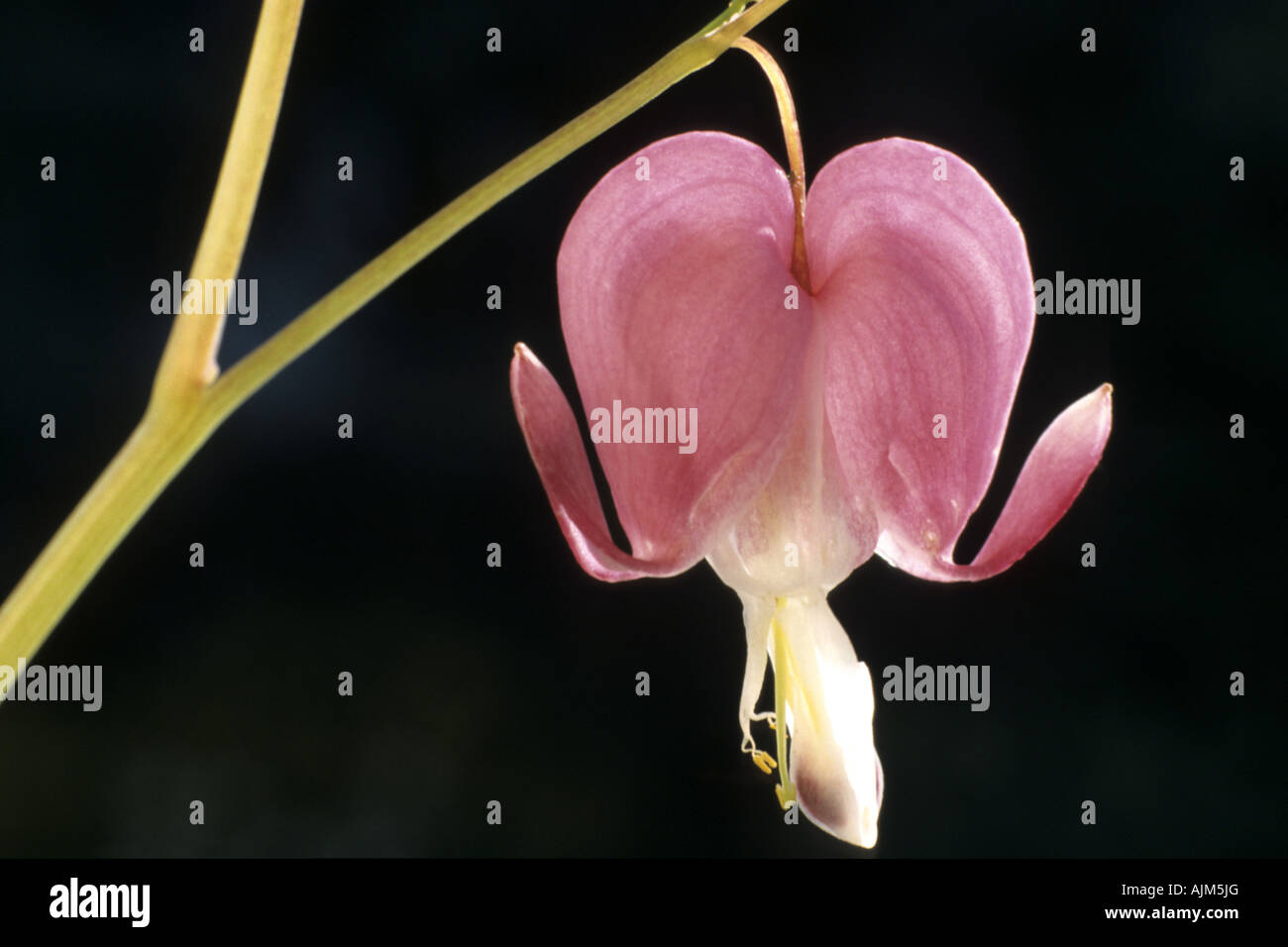 common bleeding heart (Dicentra spectabilis), flower Stock Photo - Alamy