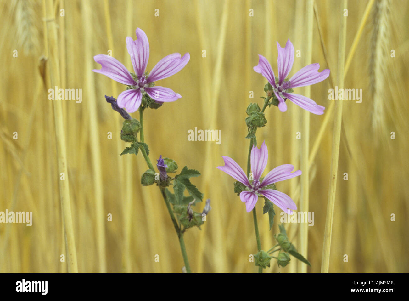 common mallow, blue mallow, high mallow, high cheeseweed (Malva ...