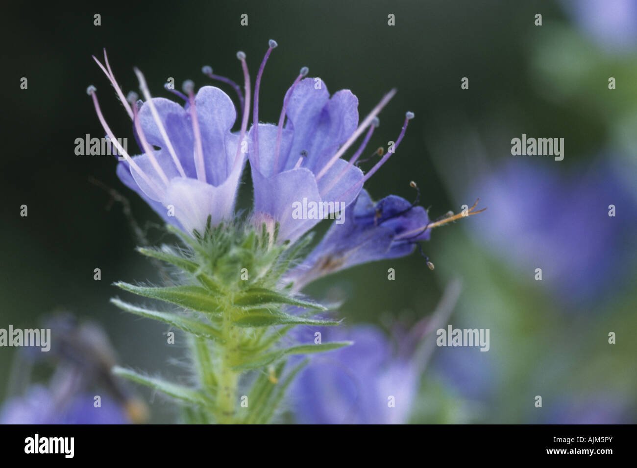 blueweed, blue devil, viper's bugloss, common viper's-bugloss (Echium ...