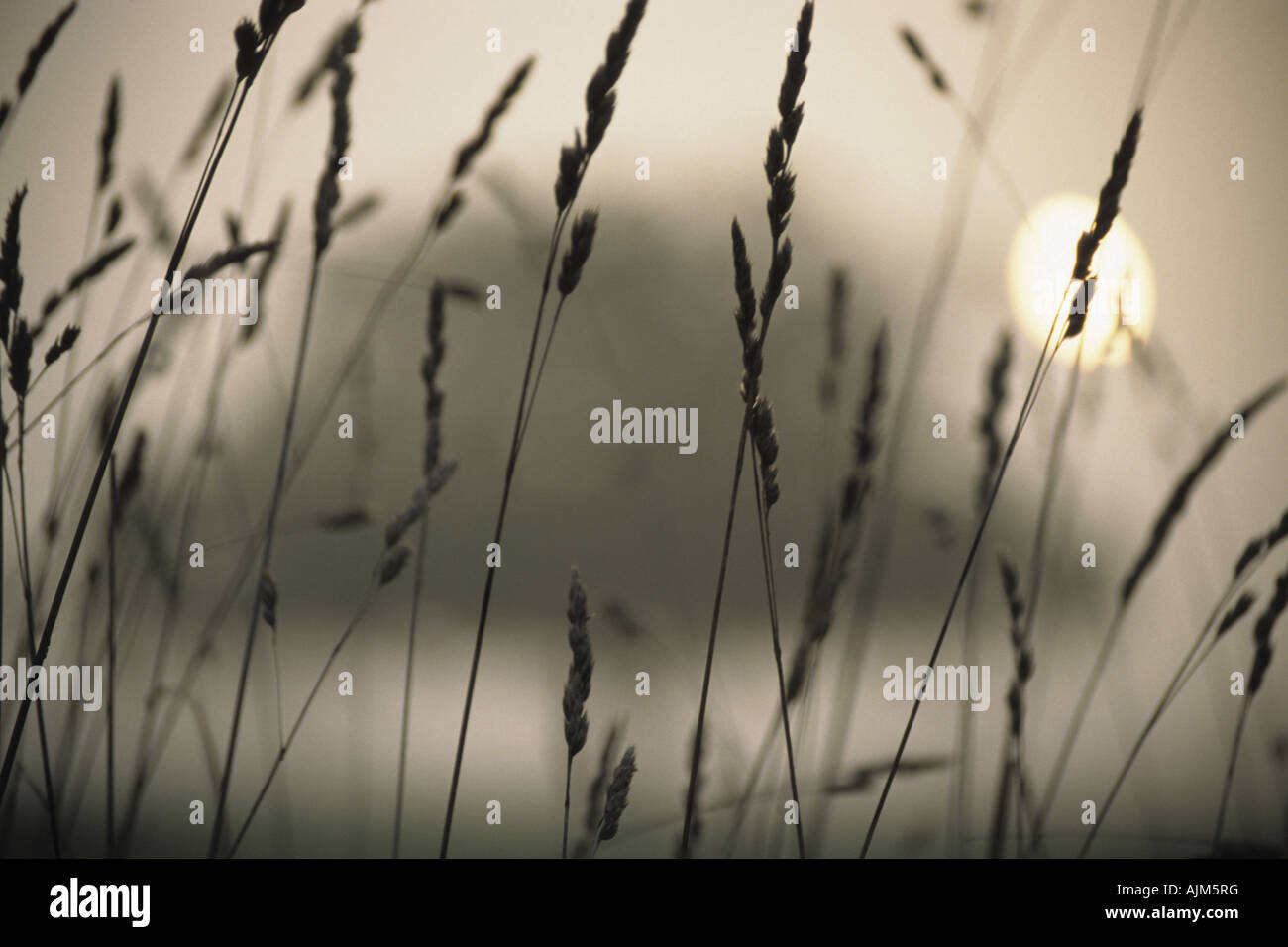 cocks-foot, orchard grass (Dactylis glomerata), inflorescence in ...