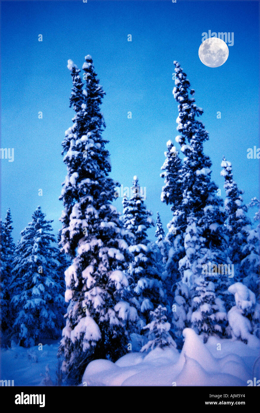 Winter forest landscapes hi-res stock photography and images - Alamy