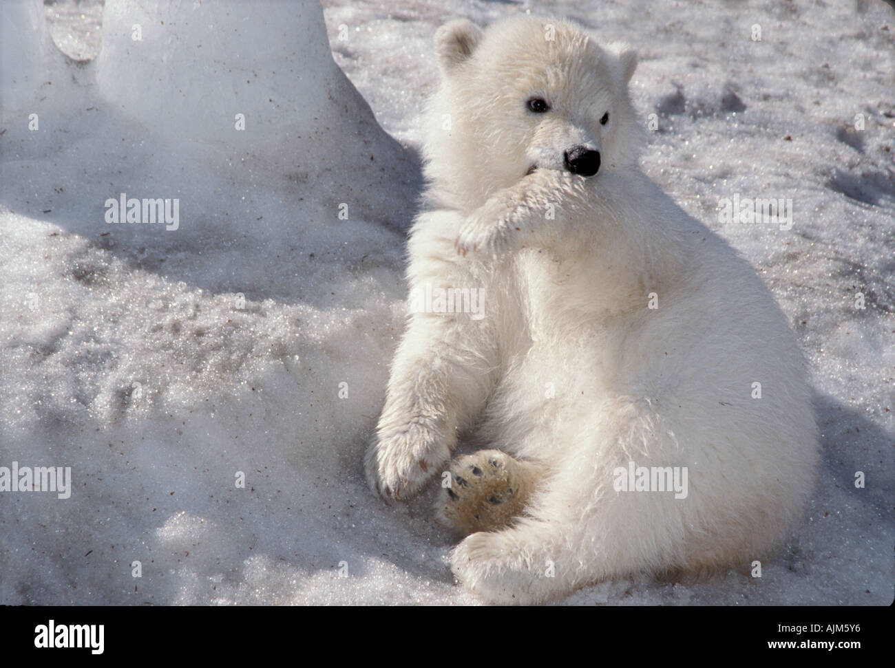 Polar Bear baby Stock Photo - Alamy