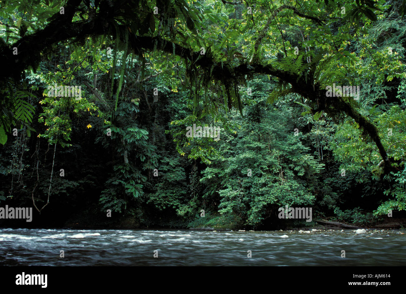 Rainforests sumatra hi-res stock photography and images - Alamy