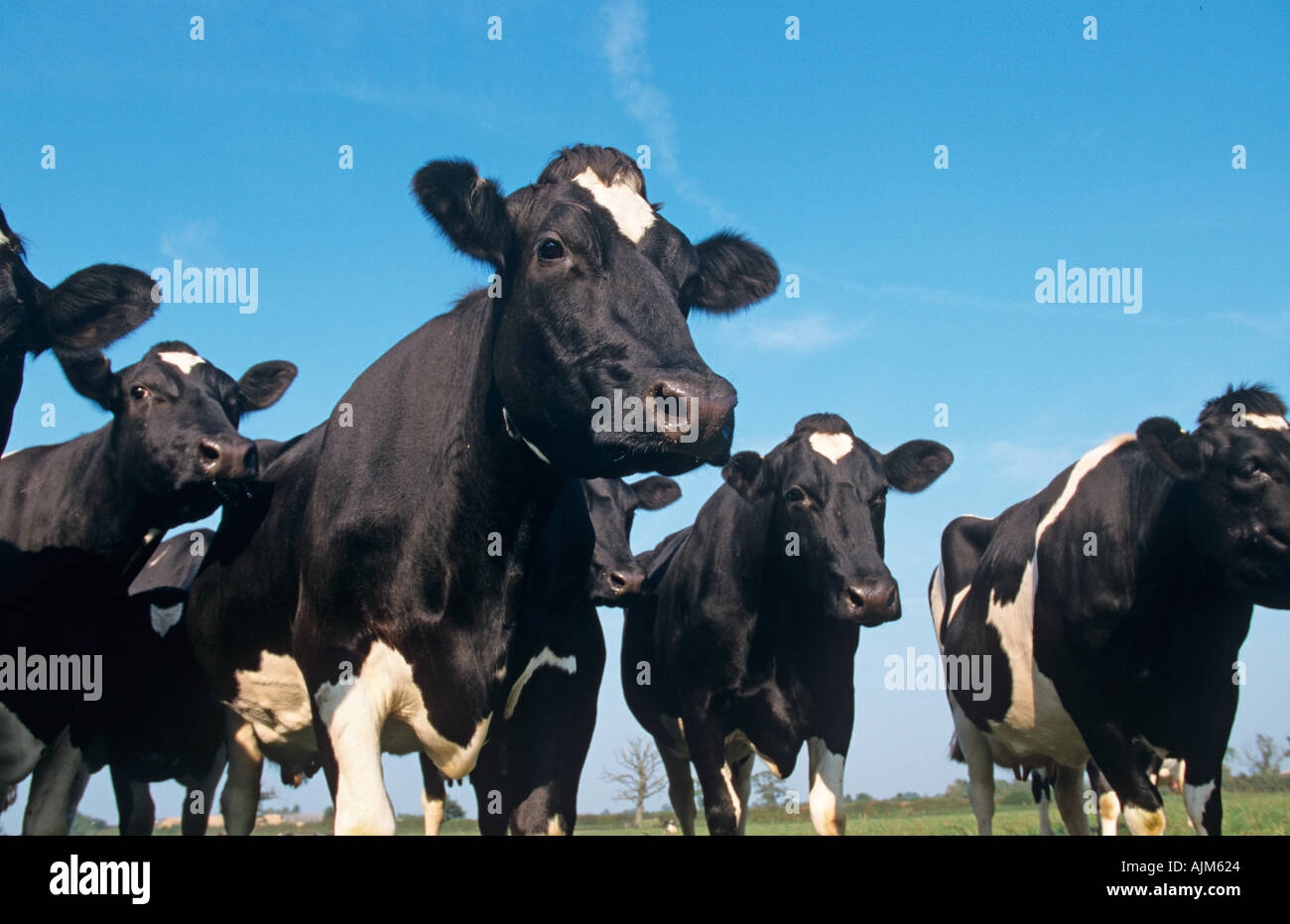 Friesian dairy herds hi-res stock photography and images - Alamy