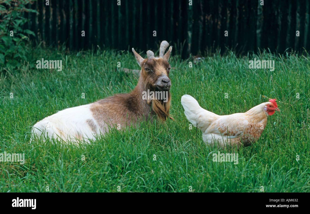 Mixed Livestock On An Organic Farm Goat Chicken Stock Photo - Alamy