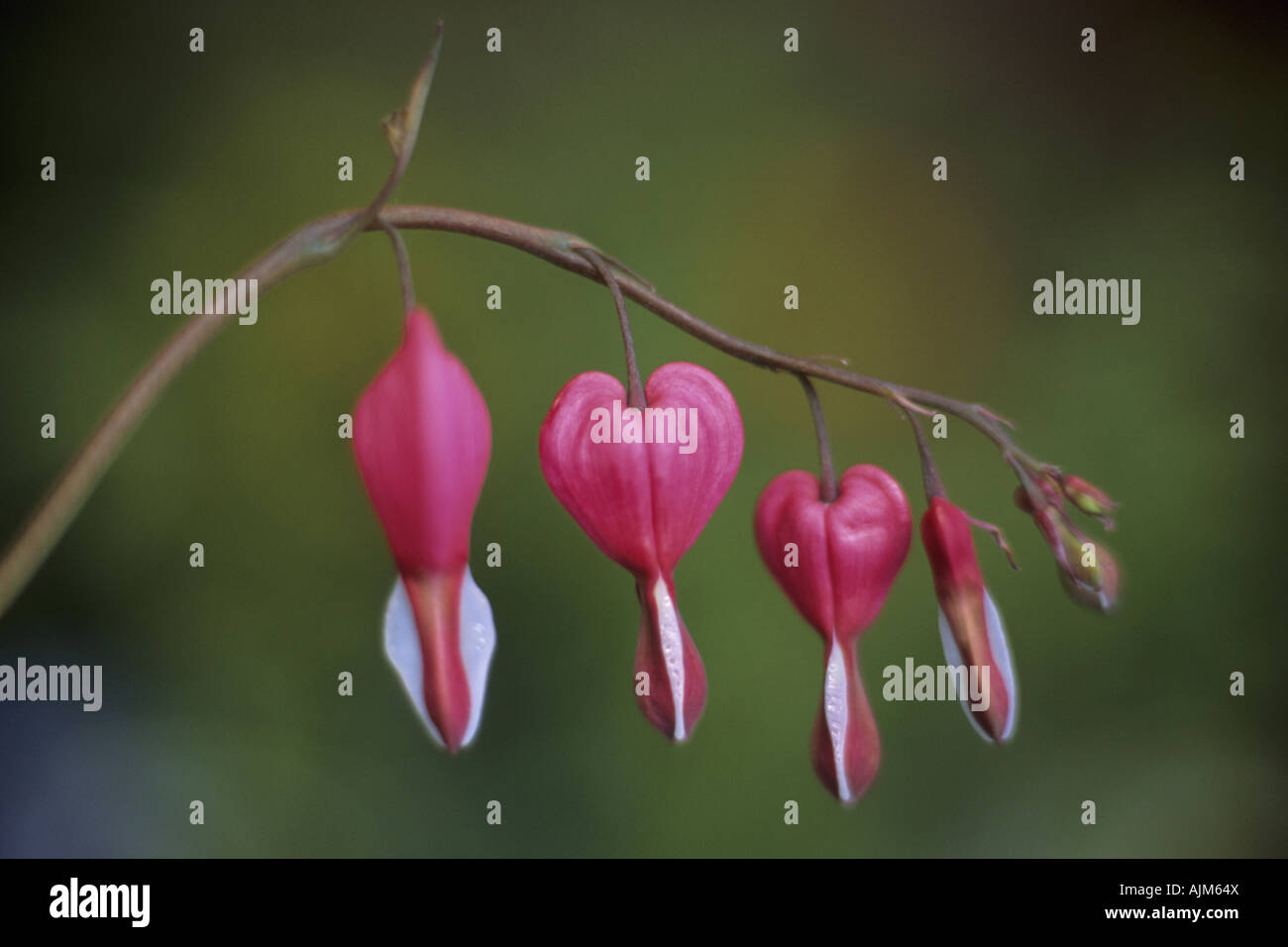 common bleeding heart (Dicentra spectabilis), inflorescence Stock Photo ...