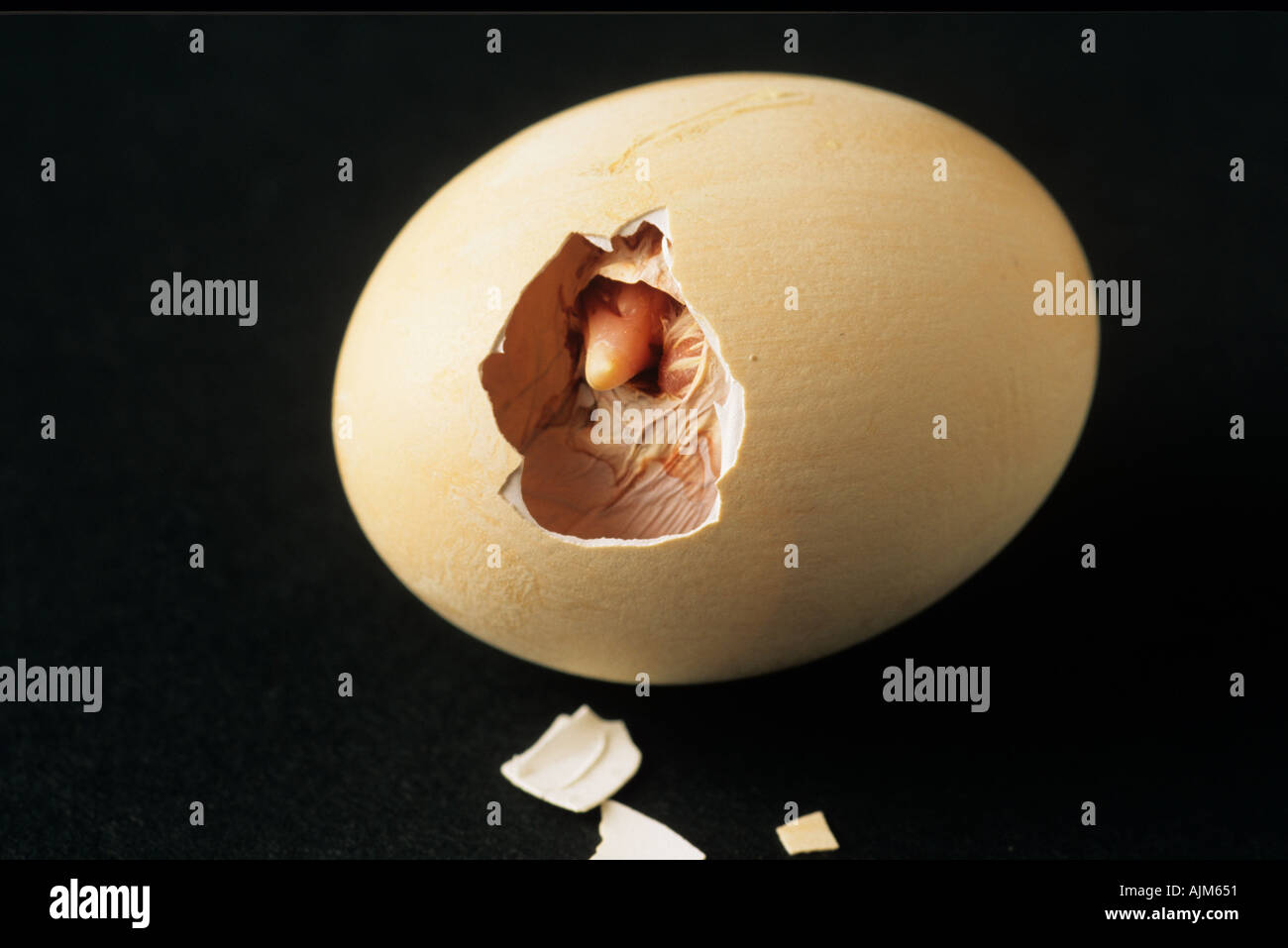 Hatching Chickens After 21 Days Incubation Egg Stock Photo - Alamy