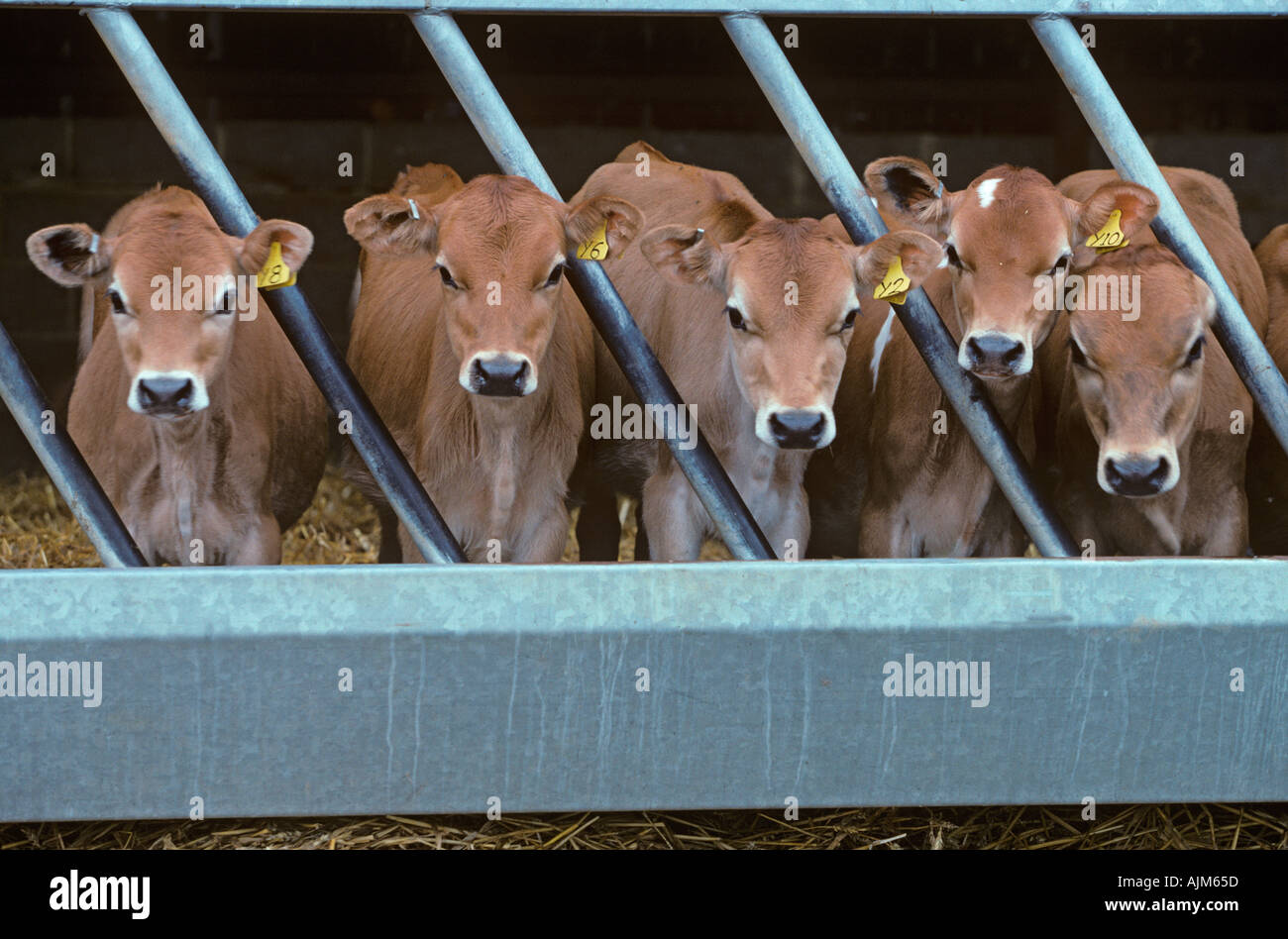 Cow quarters hi-res stock photography and images - Alamy