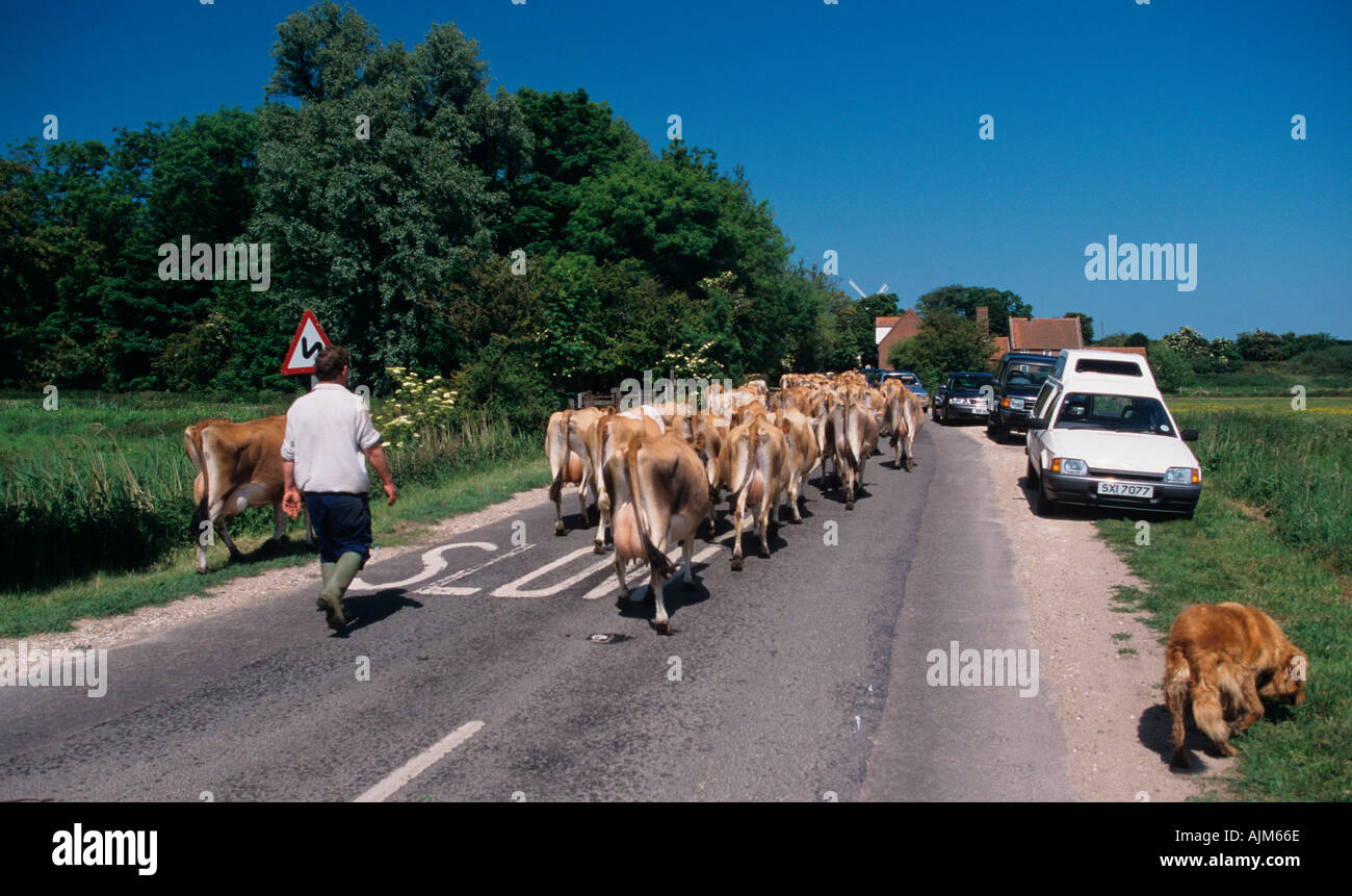 Jersey Cows at milking time Burnham Overy Norfolk UK Summer Stock Photo ...