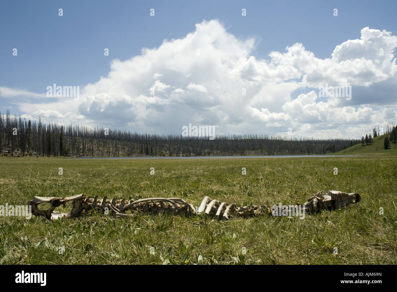 Elk skeleton bones hi-res stock photography and images - Alamy