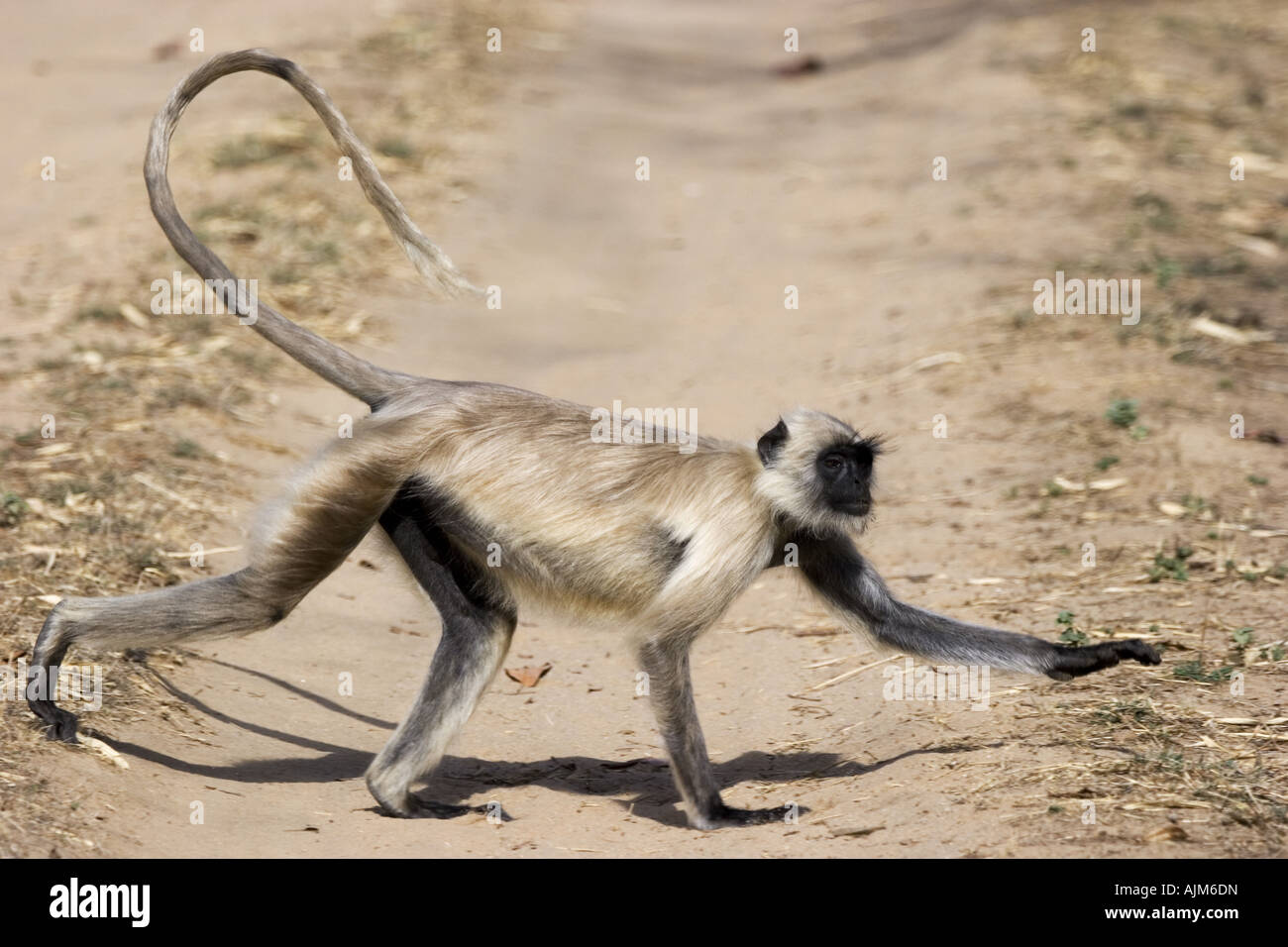 Hanuman langur, Hanuman monkey, Common Langur (Presbytis entellus ...