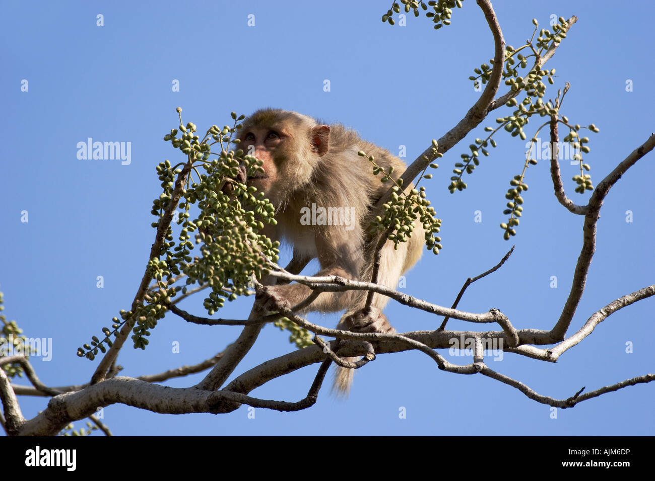 Rhesus macaque india fruit hi-res stock photography and images - Alamy