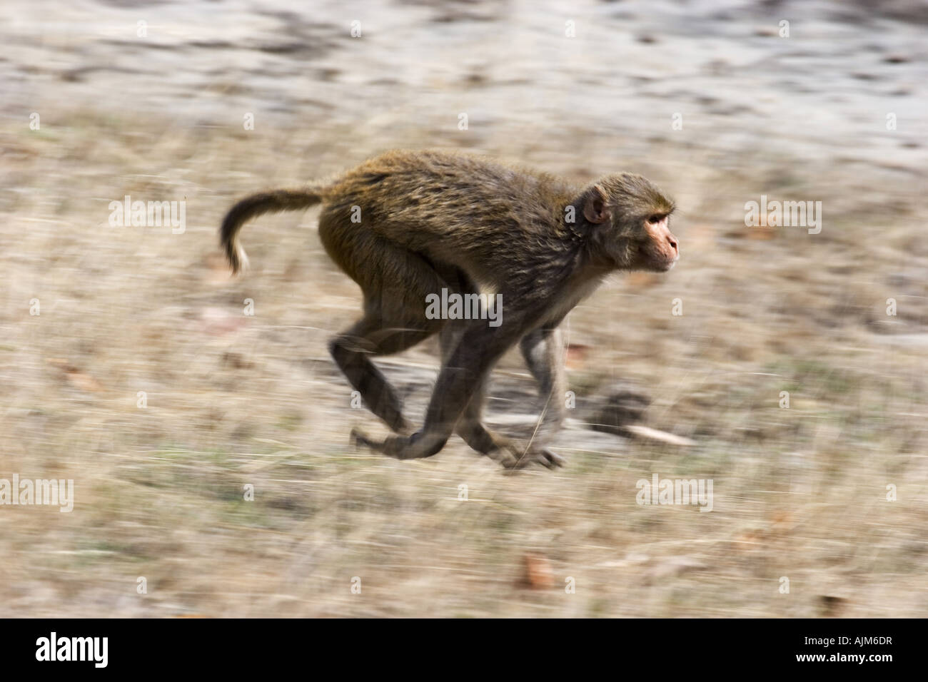 Rhesus macaque walking hi-res stock photography and images - Alamy