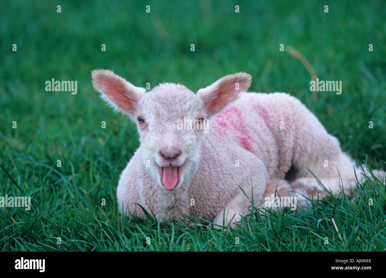 Lamb bleating in spring Stock Photo - Alamy