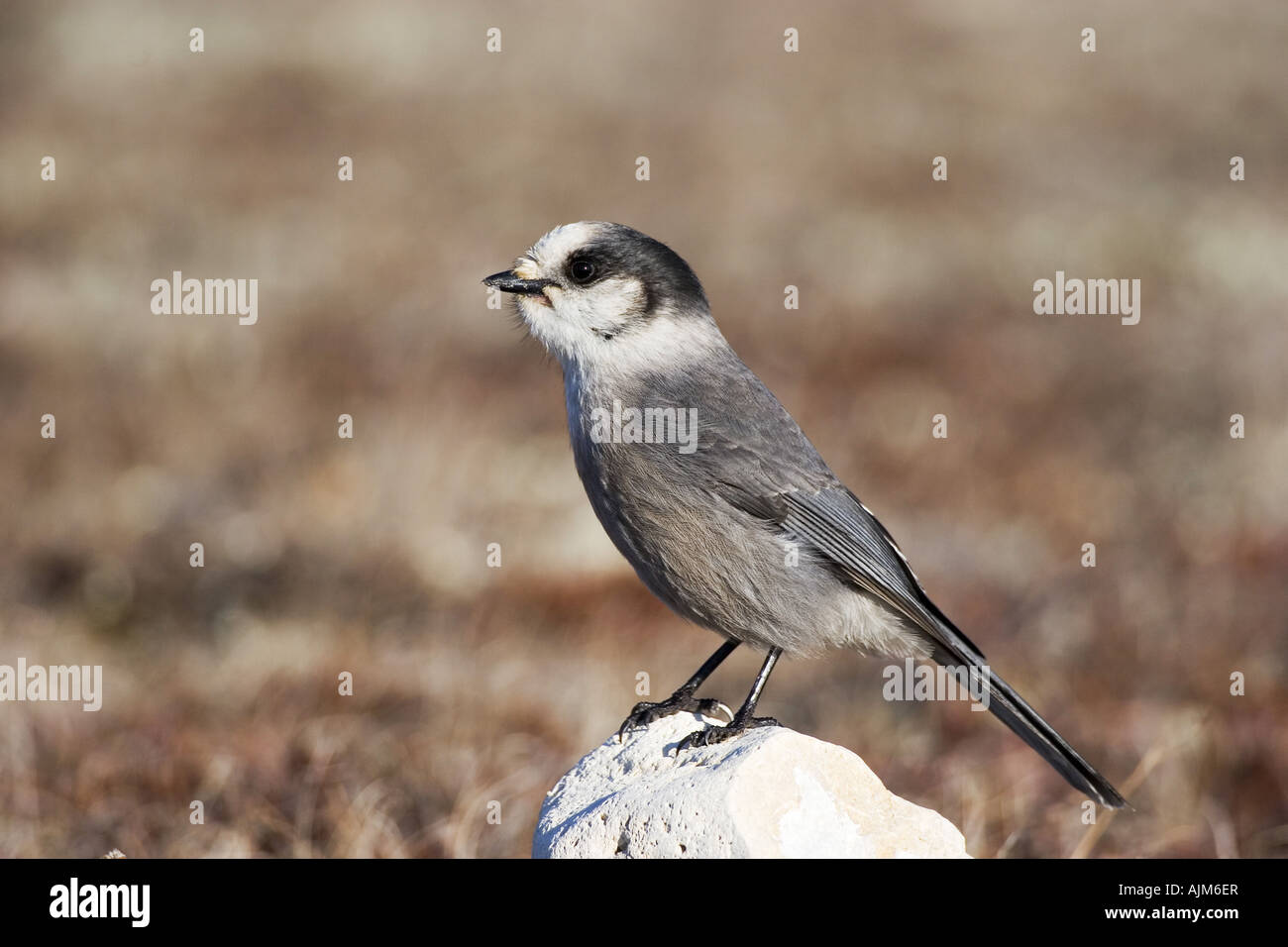 grey jay (Perisoreus canadensis), sitting on a stone, Canada, Manitoba ...