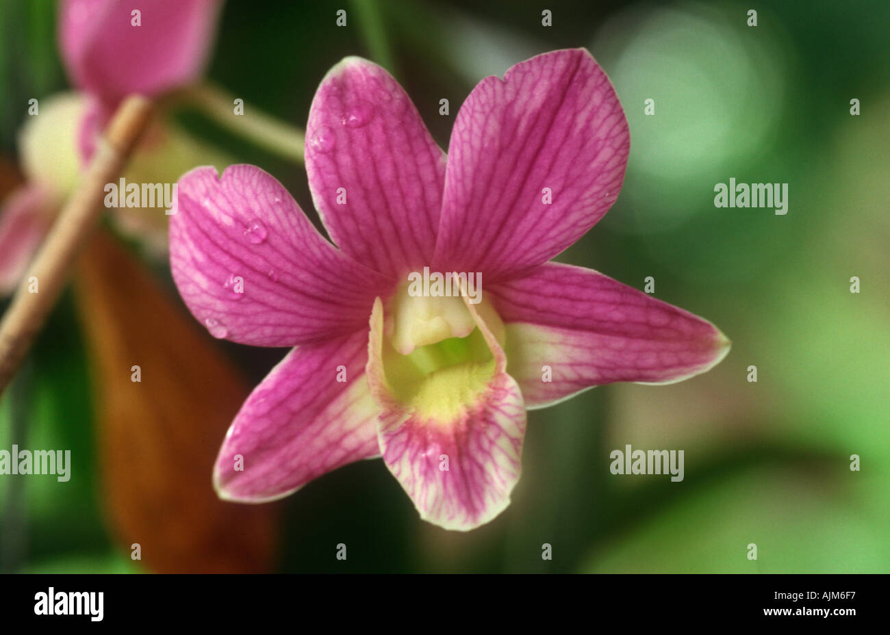 Closed ups hi-res stock photography and images - Alamy