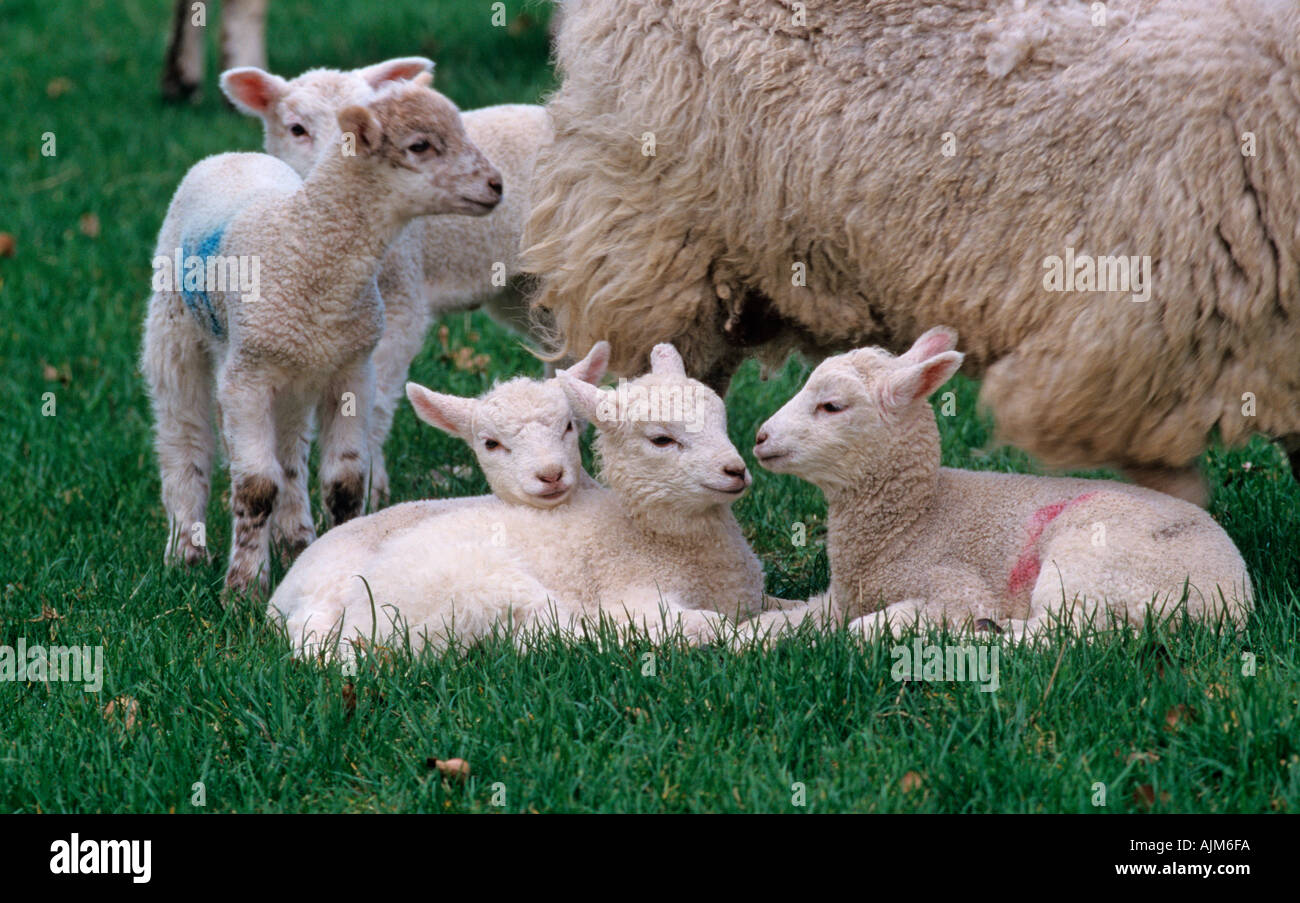 Four bucks hi-res stock photography and images - Alamy